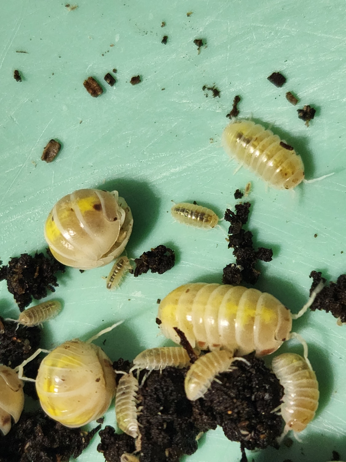 American Line"magic Potion" Isopod by Abe's Animals & Assortment ...