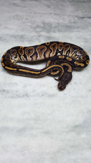 Black Pastel Possible Het Pied Ball Python by Modern Age Dinos