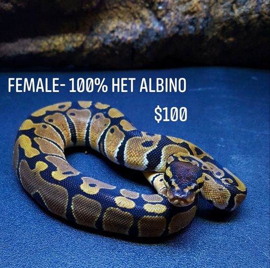Het Albino Ball Python by Modern Age Dinos