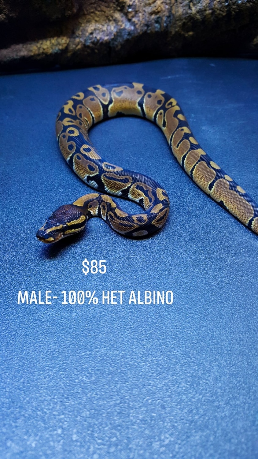 Het Albino Ball Python by Modern Age Dinos - MorphMarket