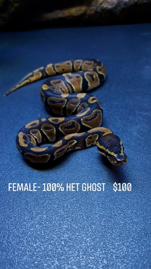 Het Ghost Ball Python by Modern Age Dinos