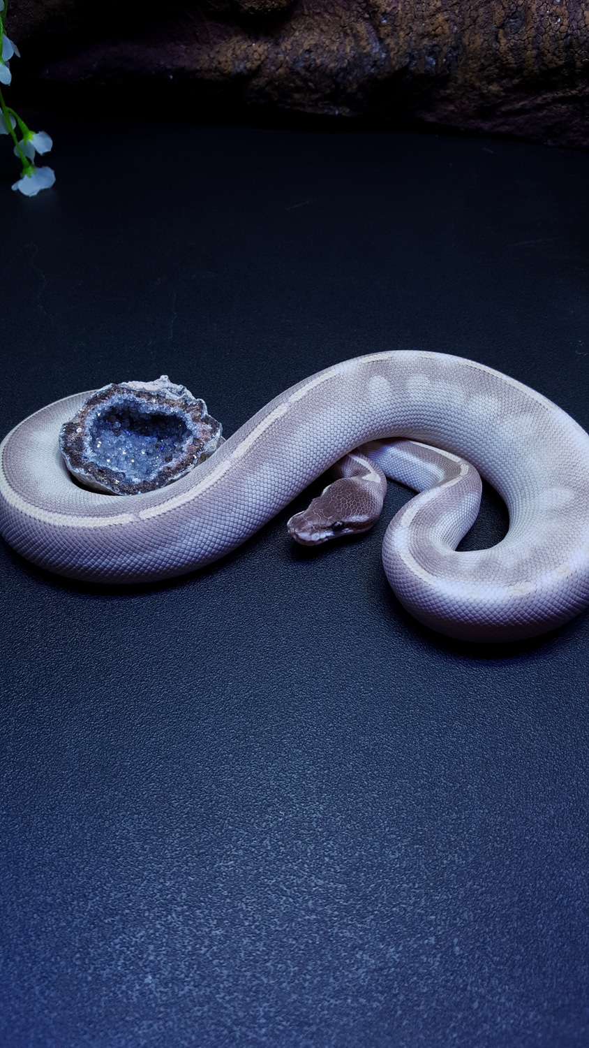 Mystic Potion Ball Python by Modern Age Dinos - MorphMarket