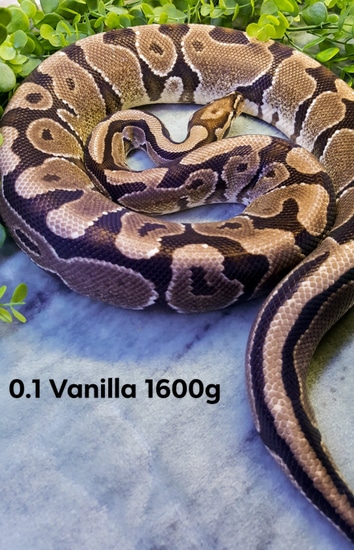 Adult Vanilla Ball Python by Modern Age Dinos