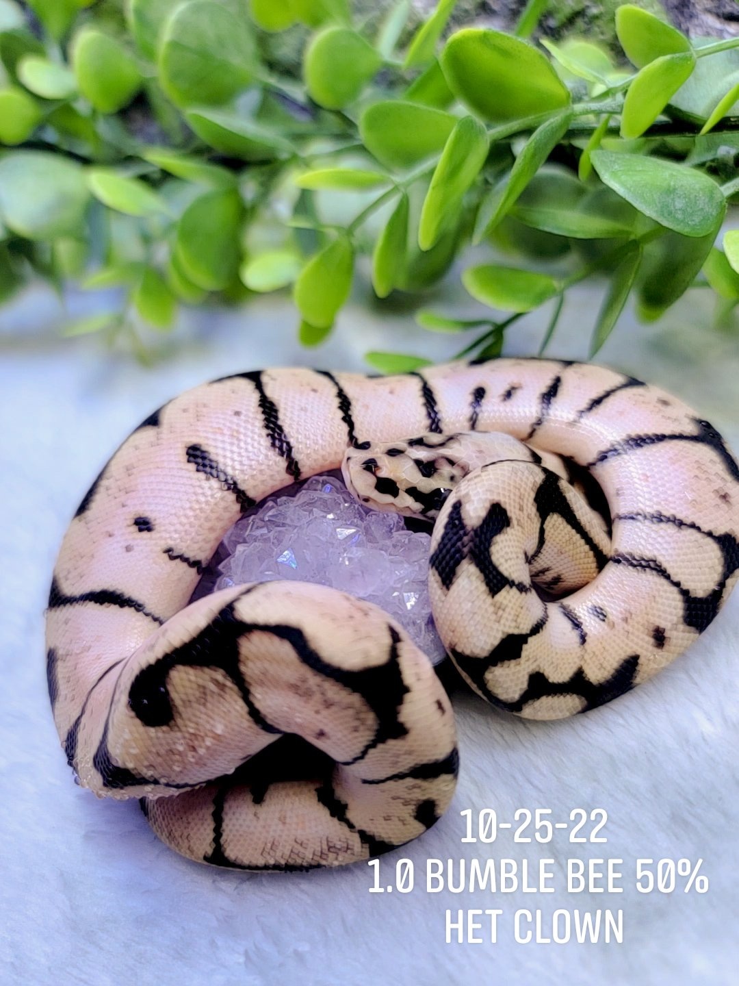 Bumble Bee 50% Het Clown Ball Python by Modern Age Dinos - MorphMarket