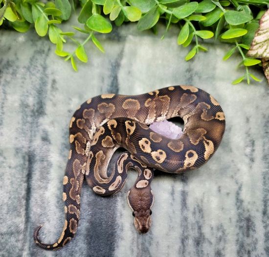 Black Pastel GHI PH Pied Ball Python by Modern Age Dinos