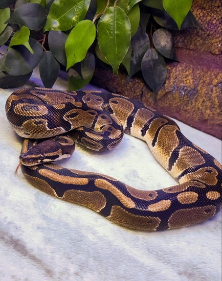 Normal Ball Python by Modern Age Dinos