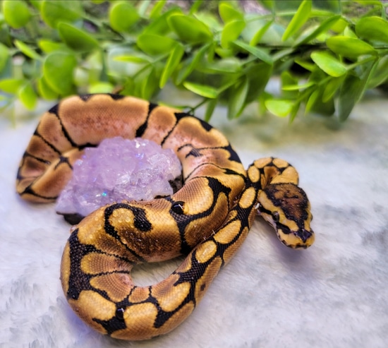 Spider 50% Het Clown Ball Python by Modern Age Dinos