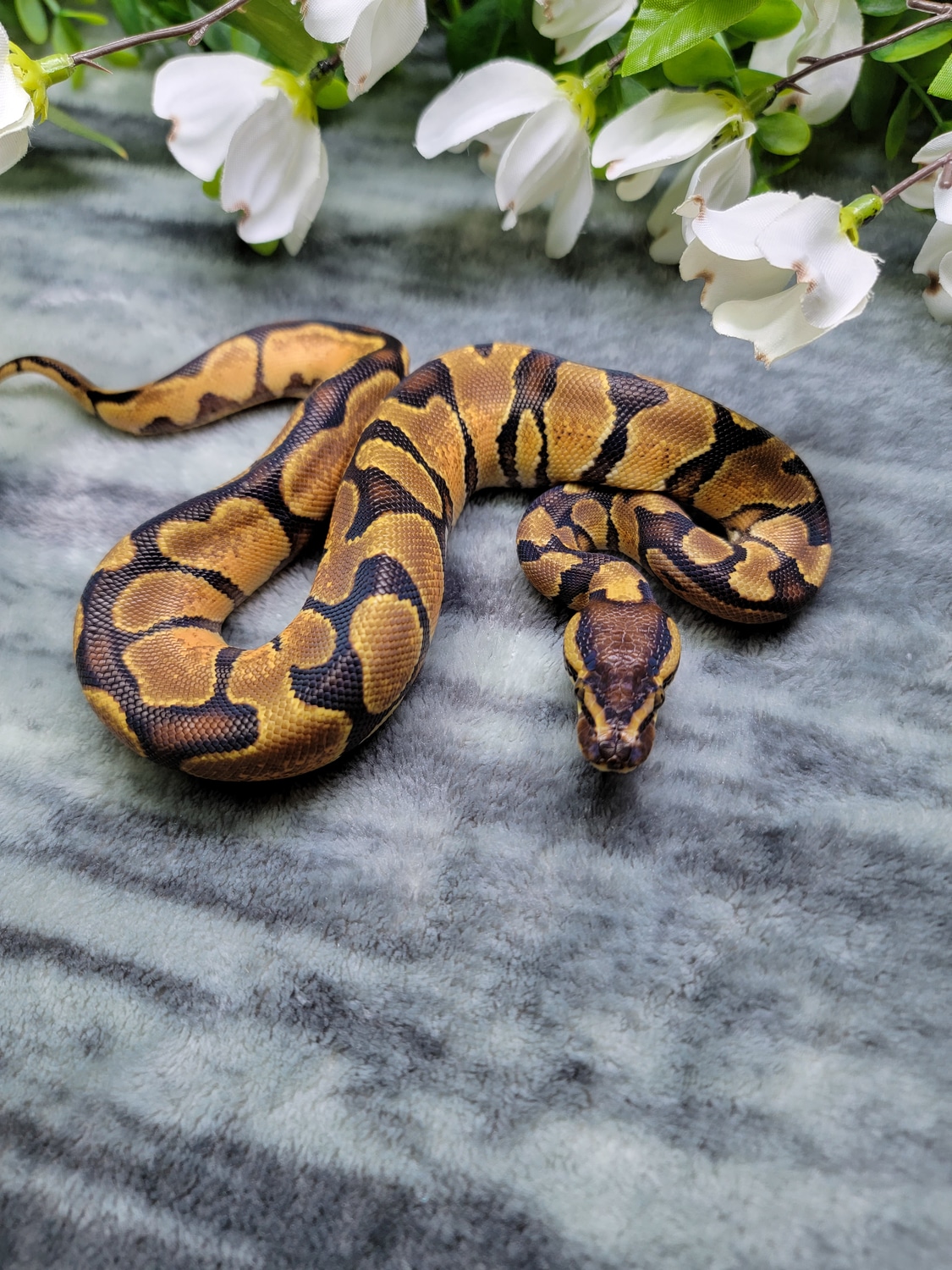 Enchi Yellowbelly Ball Python by Modern Age Dinos - MorphMarket