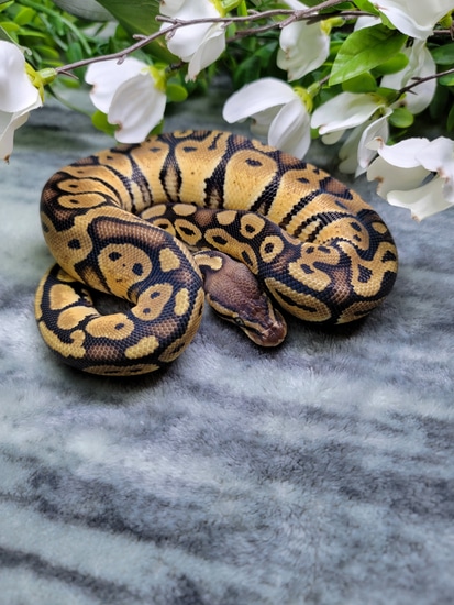 Pastel Possible Vanilla Ball Python by Modern Age Dinos