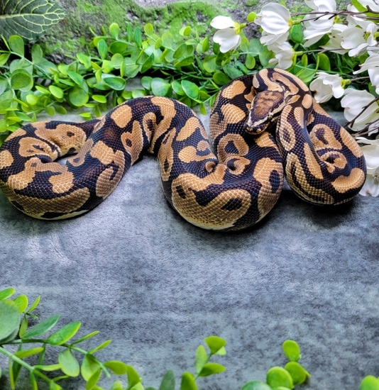Spotnose 100% Het Clown Ball Python by Modern Age Dinos