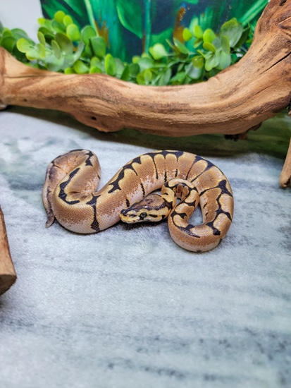Spider 50% Het Clown Ball Python by Modern Age Dinos