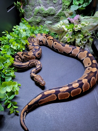 Proven 100% Het Clown Ball Python by Modern Age Dinos