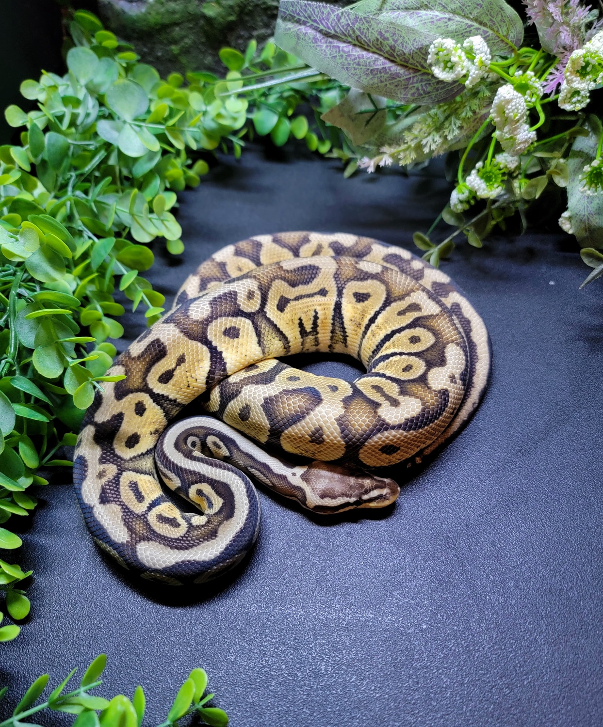 Super Pastel OD 800g Ball Python by Modern Age Dinos - MorphMarket