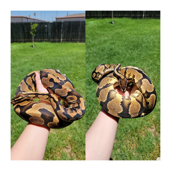 Blade Ball Python by Modern Age Dinos
