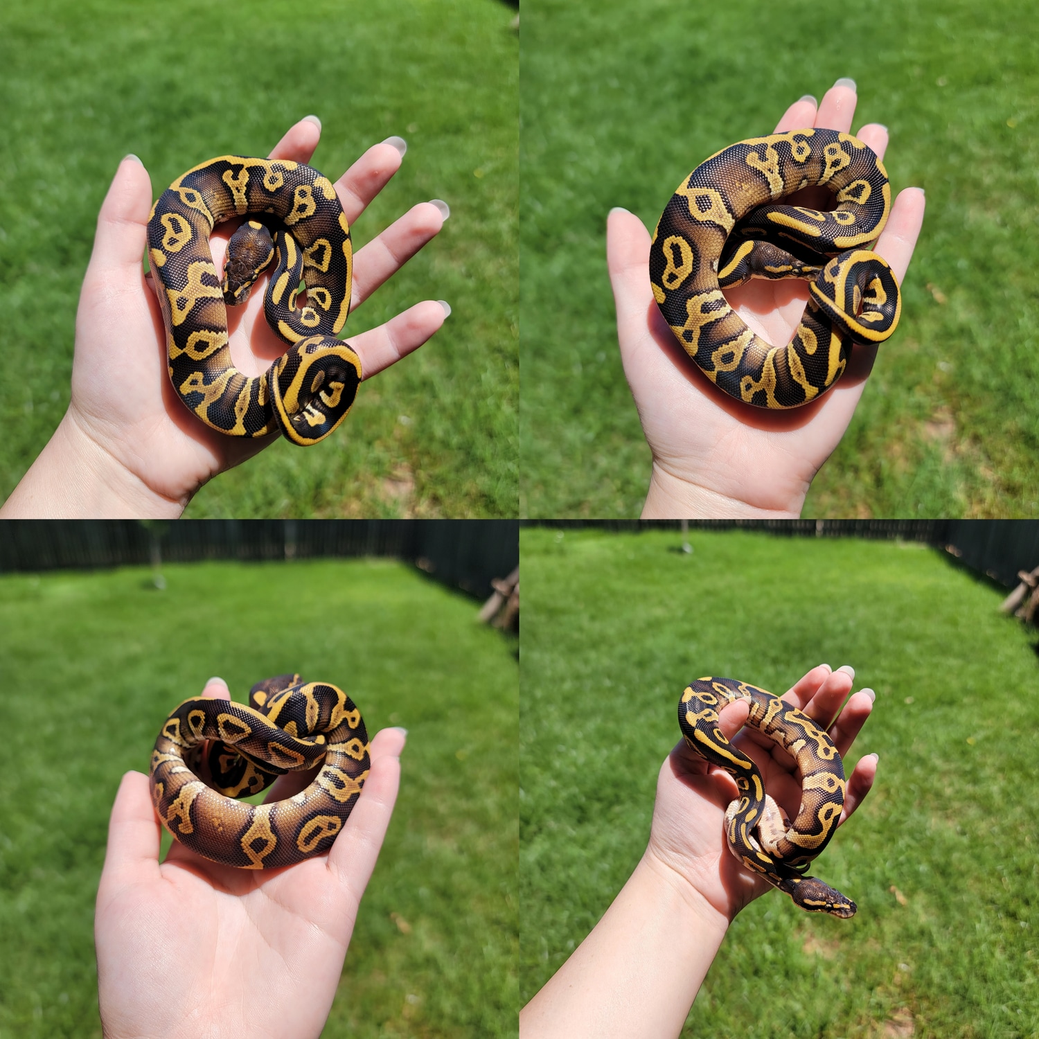 Acid Mojave 100% Het Clown Ball Python by Modern Age Dinos - MorphMarket