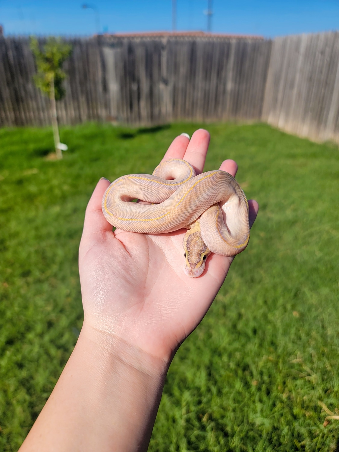 Ivory Ball Python by Modern Age Dinos - MorphMarket