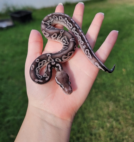 VPI Axanthic Black Pewter 50% Het Pied 50% Het Hypo Ball Python by ...