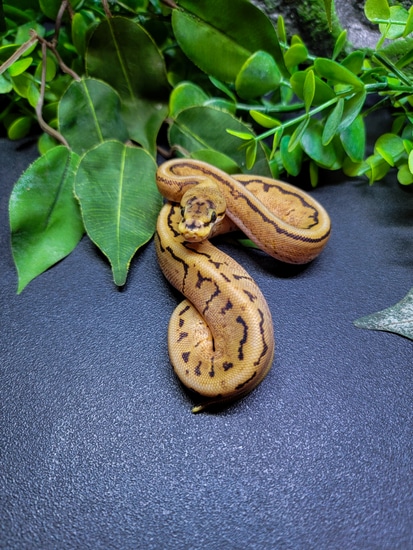 Super Specter Spider Ball Python by Modern Age Dinos