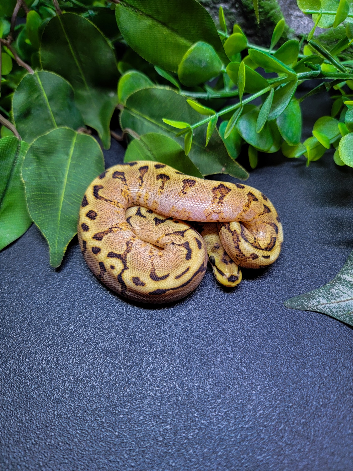 Specter Gravel Spider Ball Python by Modern Age Dinos - MorphMarket