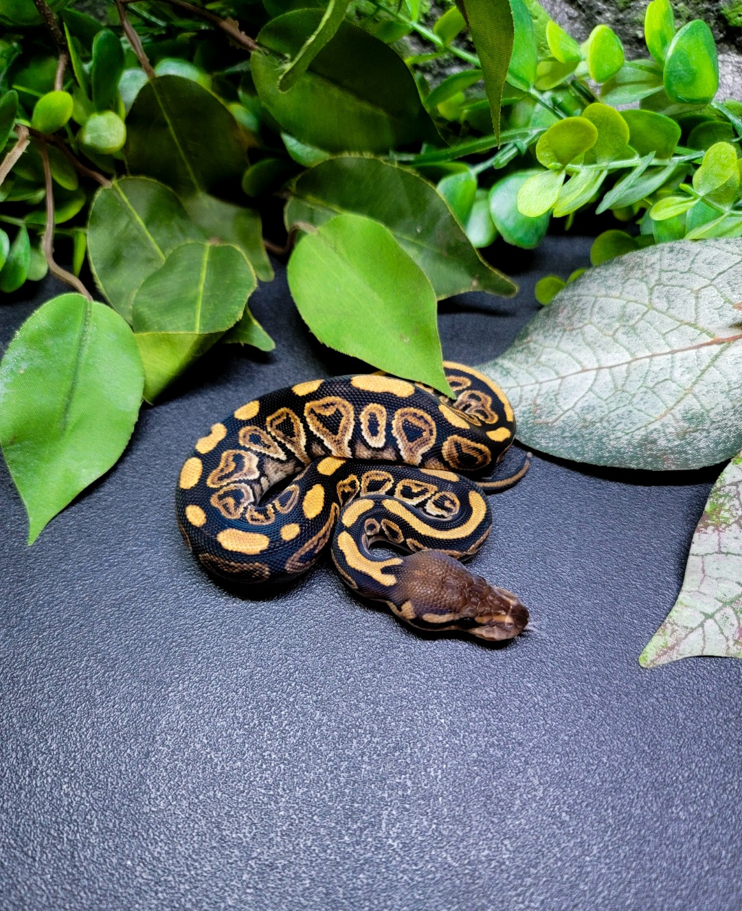 Barnhart Black Pastel 100% Het Clown Ball Python by Modern Age Dinos ...