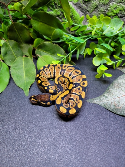 100% Het Clown Pos Het Pied Ball Python by Modern Age Dinos