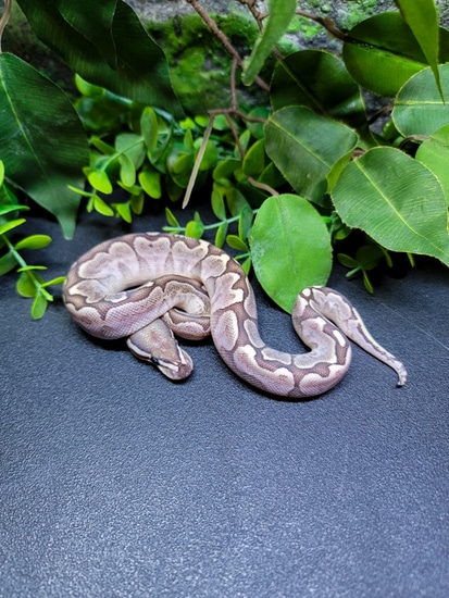 Bamboo 50% Het Clown 100g Ball Python by Modern Age Dinos