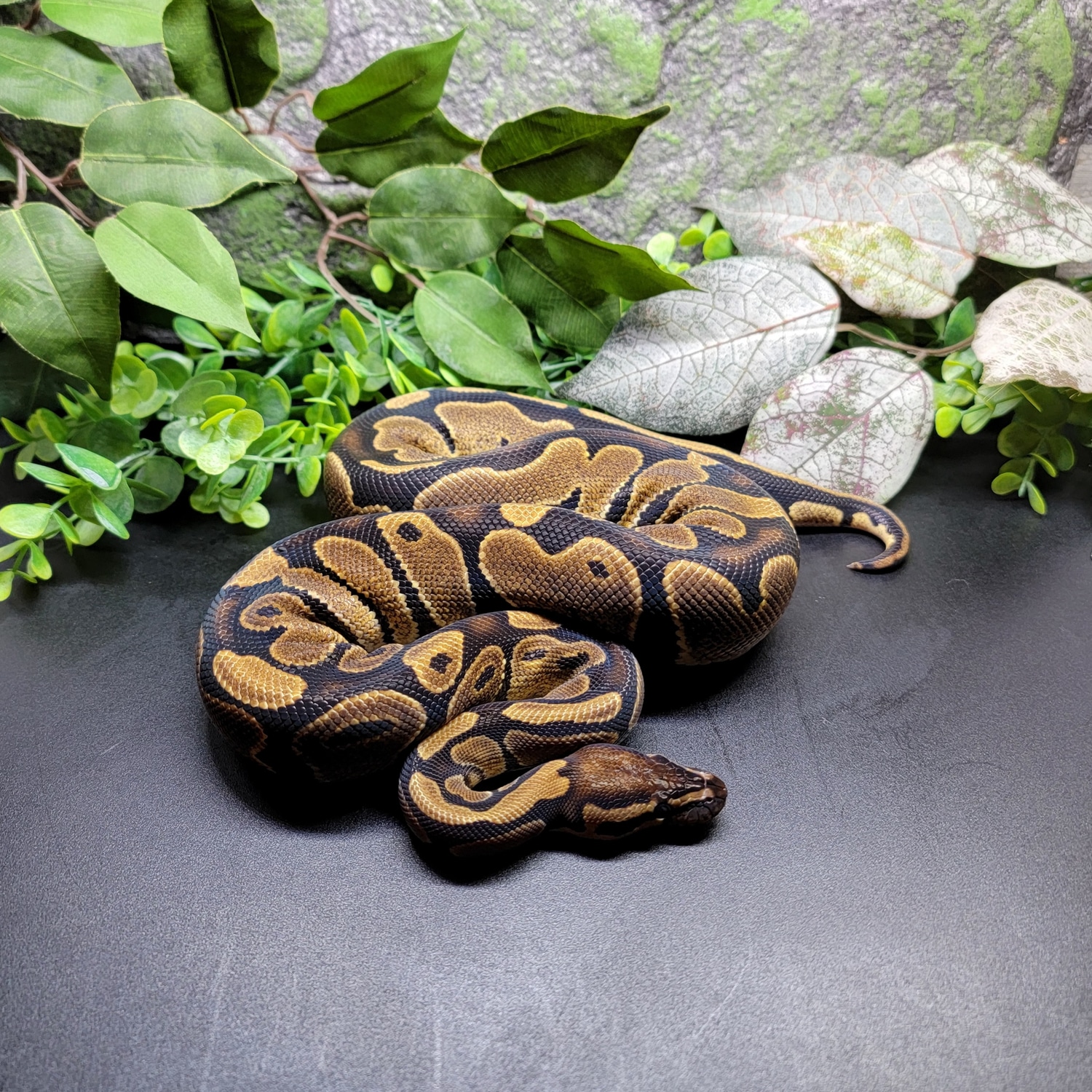100% Het Pied Ball Python by Modern Age Dinos - MorphMarket
