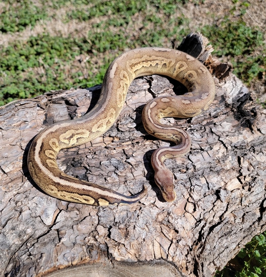 Pewter Yellowbelly Het Pied Ball Python by Modern Age Dinos
