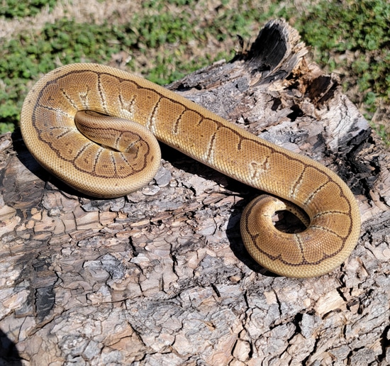 Hidden Gene Woma Pinstripe Ball Python by Modern Age Dinos