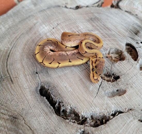 Pinstripe Spider Ball Python by Modern Age Dinos