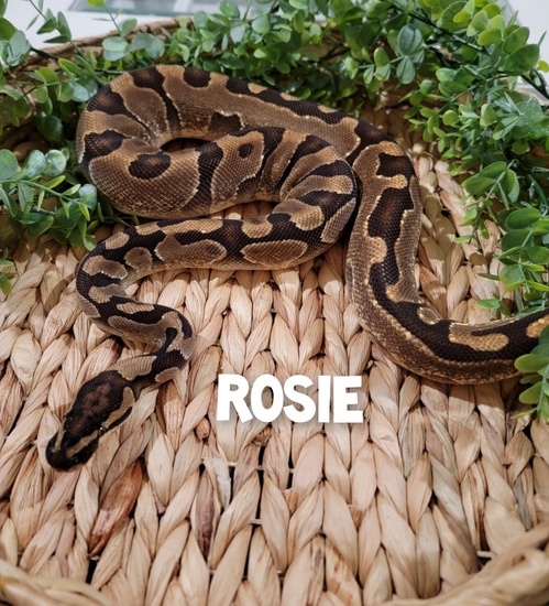 Yellowbelly Enchi (Rosie) Ball Python by Modern Age Dinos