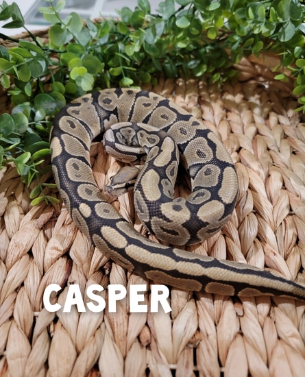 Mocha Hypo (Casper) Ball Python by Modern Age Dinos