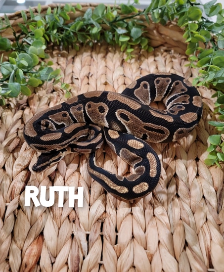 Redstripe Granite 100% Het Clown Ball Python by Modern Age Dinos