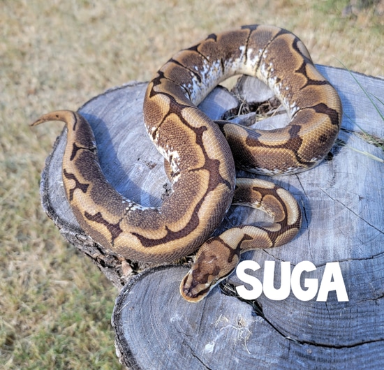 Specter Spider (Suga) Ball Python by Modern Age Dinos