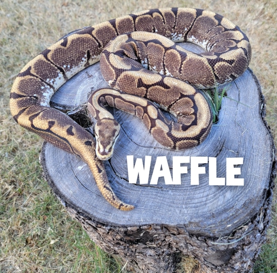 Spider (Waffle) Ball Python by Modern Age Dinos