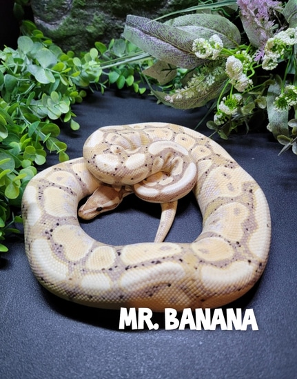 Banana (Mr. Banana) Ball Python by Modern Age Dinos