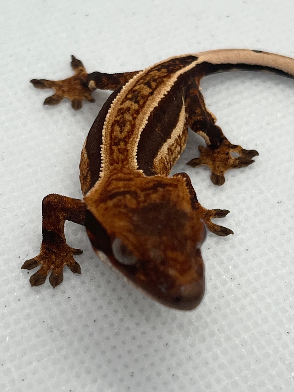 Full Pin Quad Stripe Crested Gecko by Double Trouble Exotics - MorphMarket