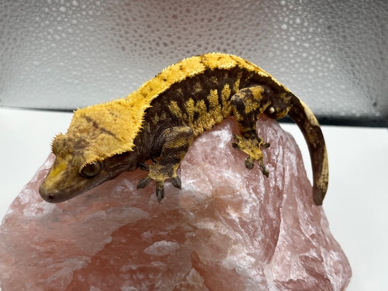 Yellow Harlequin Crested Gecko by Double Trouble Exotics