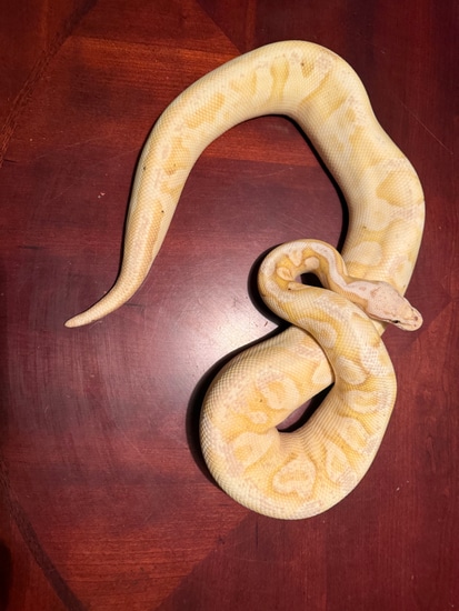 Banana Pastel Calico Yellow Belly Ball Python by Autumn’s Sky Exotics