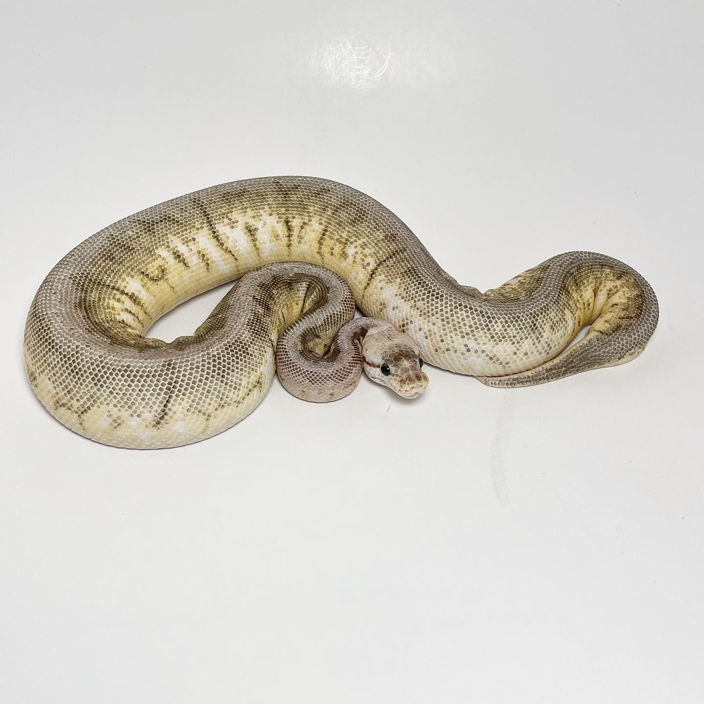 Pastel Cinnamon Pinstripe Spider Ball Python by Autumn Leaves Exotics ...