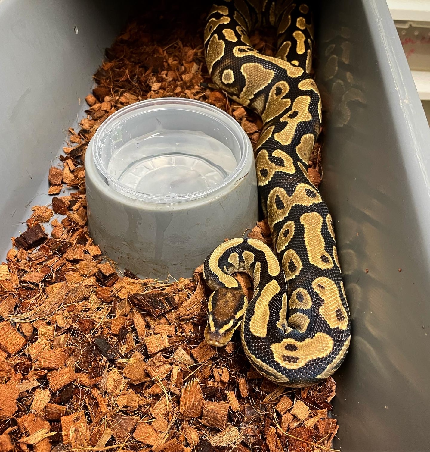 PROVEN Yellowbelly Ball Python by Autumn Leaves Exotics LLC - MorphMarket