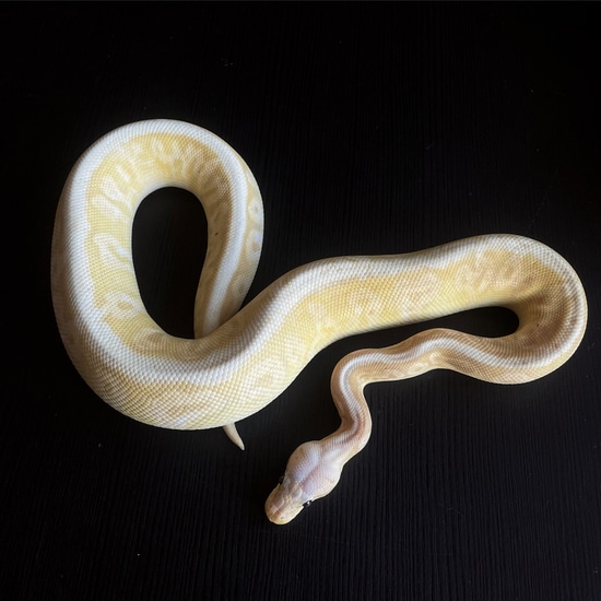 Super CG Lace Black Back Pastel Ball Python by Autumn Leaves Exotics LLC