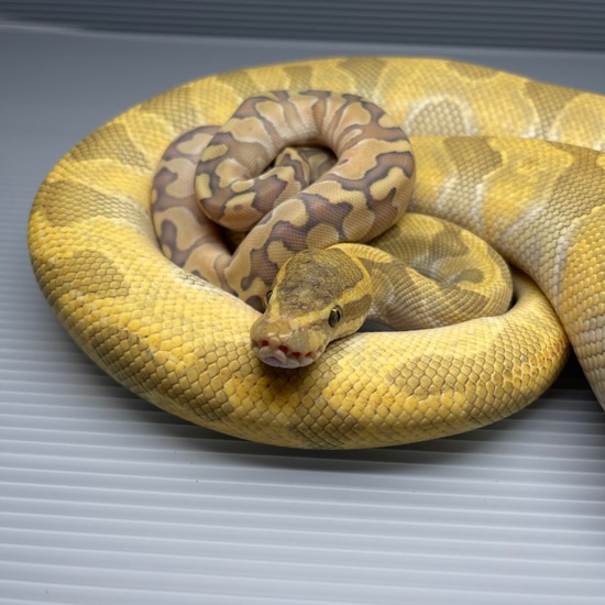 Super Enchi Lesser Hypo Het DG (PB) Ball Python by Autumn Leaves ...