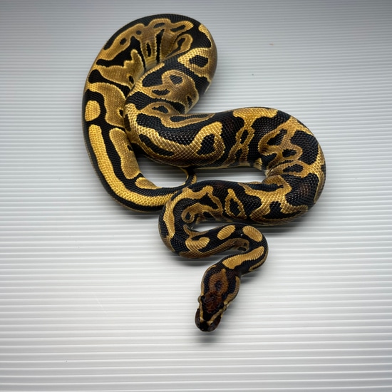 Leopard Het Puzzle Ball Python by Autumn Leaves Exotics LLC