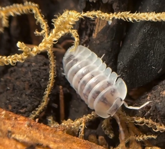 "Shiro Utsuri" 12ct Isopod by Autumn Leaves Exotics LLC