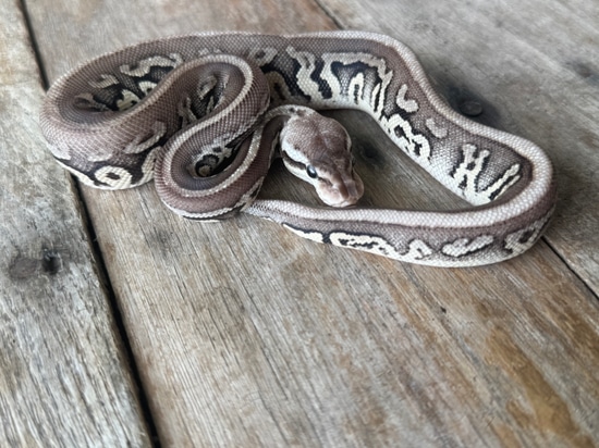 Pewter (Leo) Het Clown Ball Python by Autumn Leaves Exotics LLC
