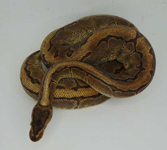 Adult Female Pinstripe Ball Python by Stalder Pythons