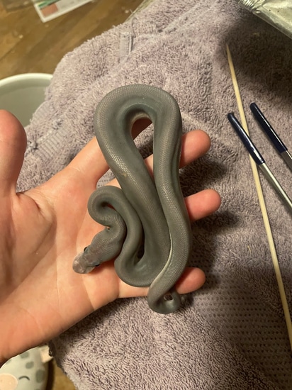 Super Cinnamon Hypo 66% Het TSK Axanthic Ball Python by Stalder Pythons