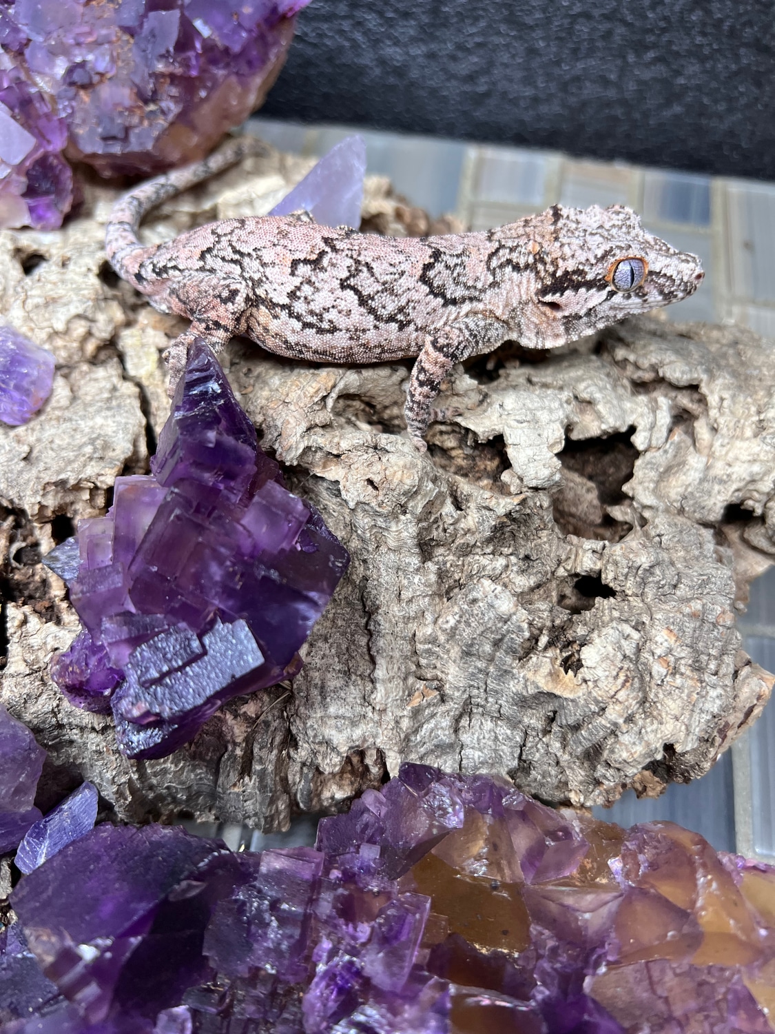 Pink Gargoyle Gecko by Bergies geckoyles - MorphMarket