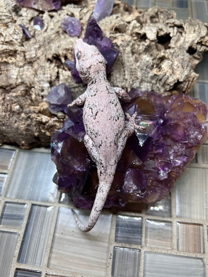 Pink Base Gargoyle Gecko by Bergies geckoyles